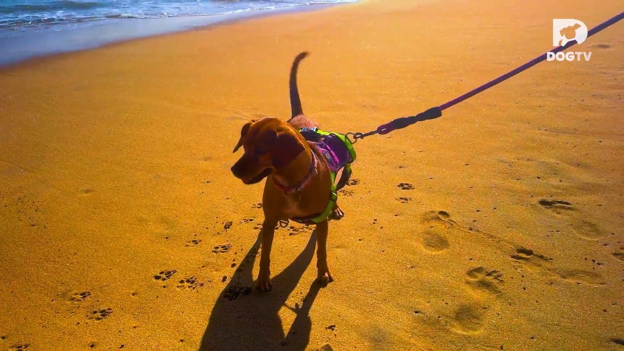 Beach Day - Season 1 - DOGTV