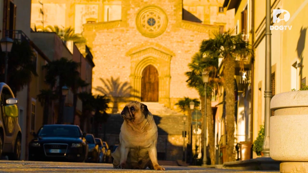 Sunny Day - Season 1 - DOGTV