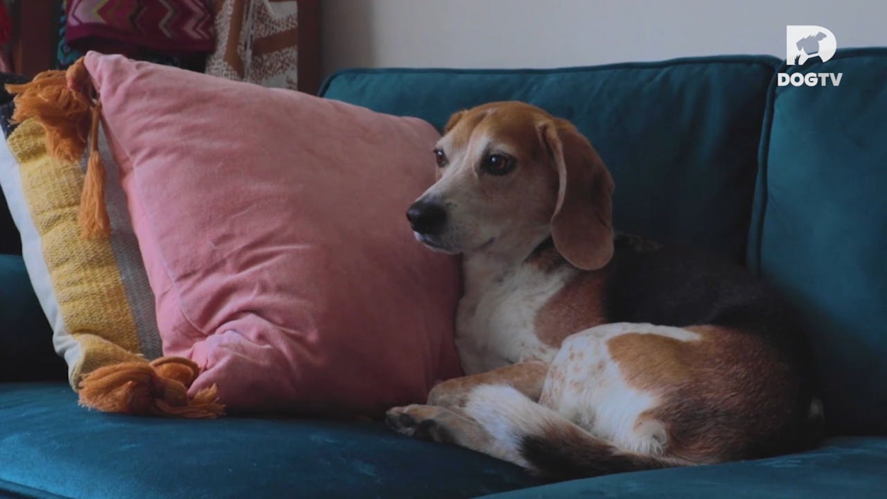 Mellow - Season 1 - DOGTV