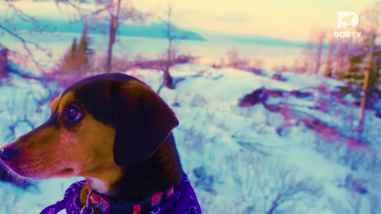Spring Freeze - Season 1 - DOGTV
