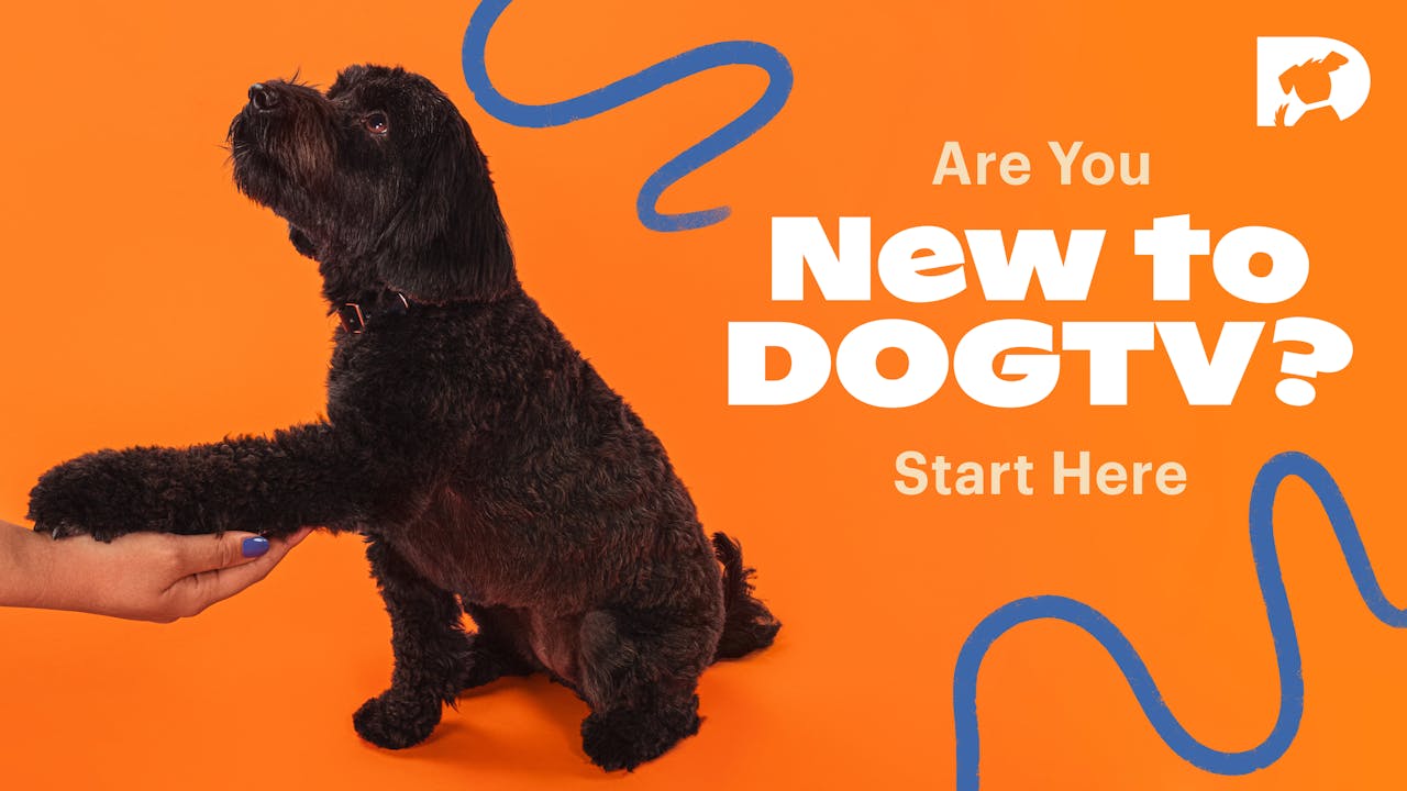 Are You New to DOGTV? Start Here - DOGTV