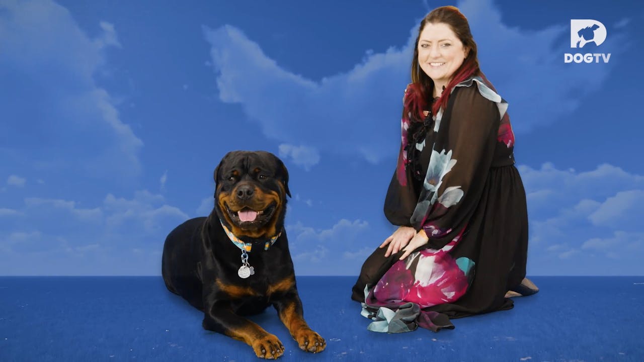 Bonding - Season 1 - DOGTV