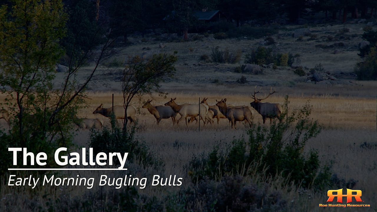Early Morning Bulging Bulls - The Gallery - Bull Behavior and ...