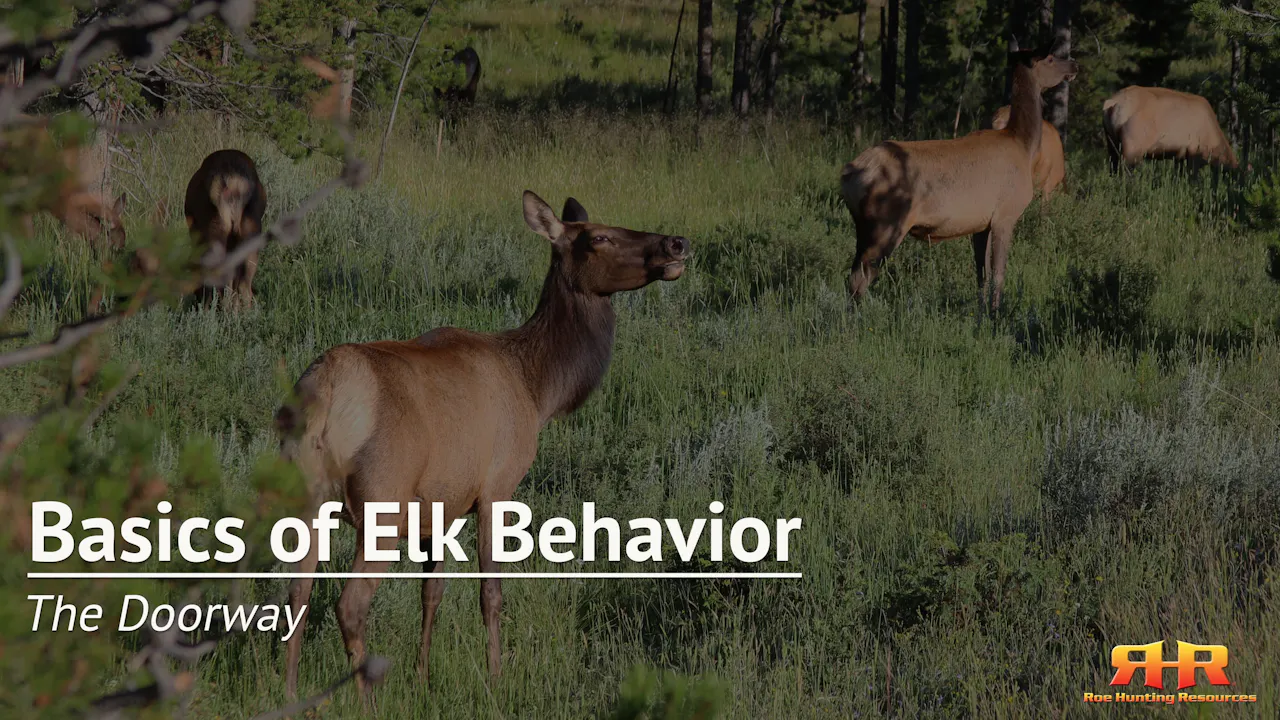 The Doorway - Elk Behavior - Elk Hunting Institute by Roe Hunting Resources
