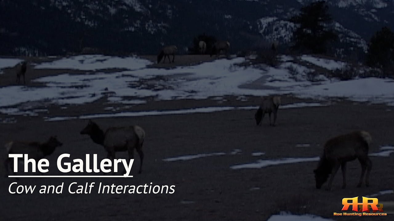 Cow and Calf Interactions - The Gallery - Cow Behavior and ...