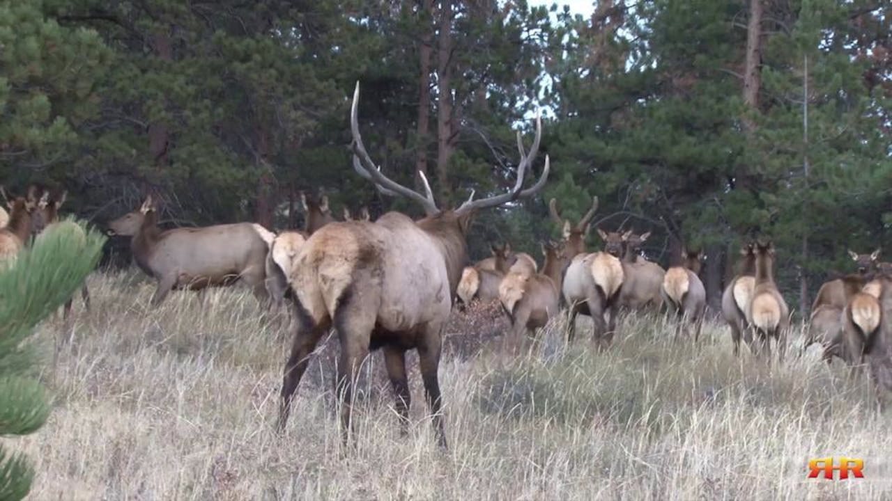 EXAMPLE: Long Mew with Demanding Mew - Cow Elk Vocalizations ...