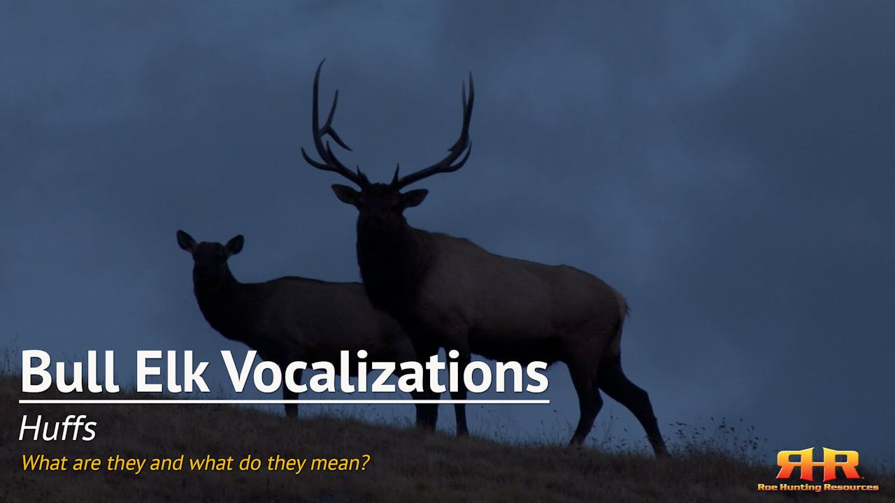 8.1. Huffs - What are they and what do they mean? - Bull Elk ...