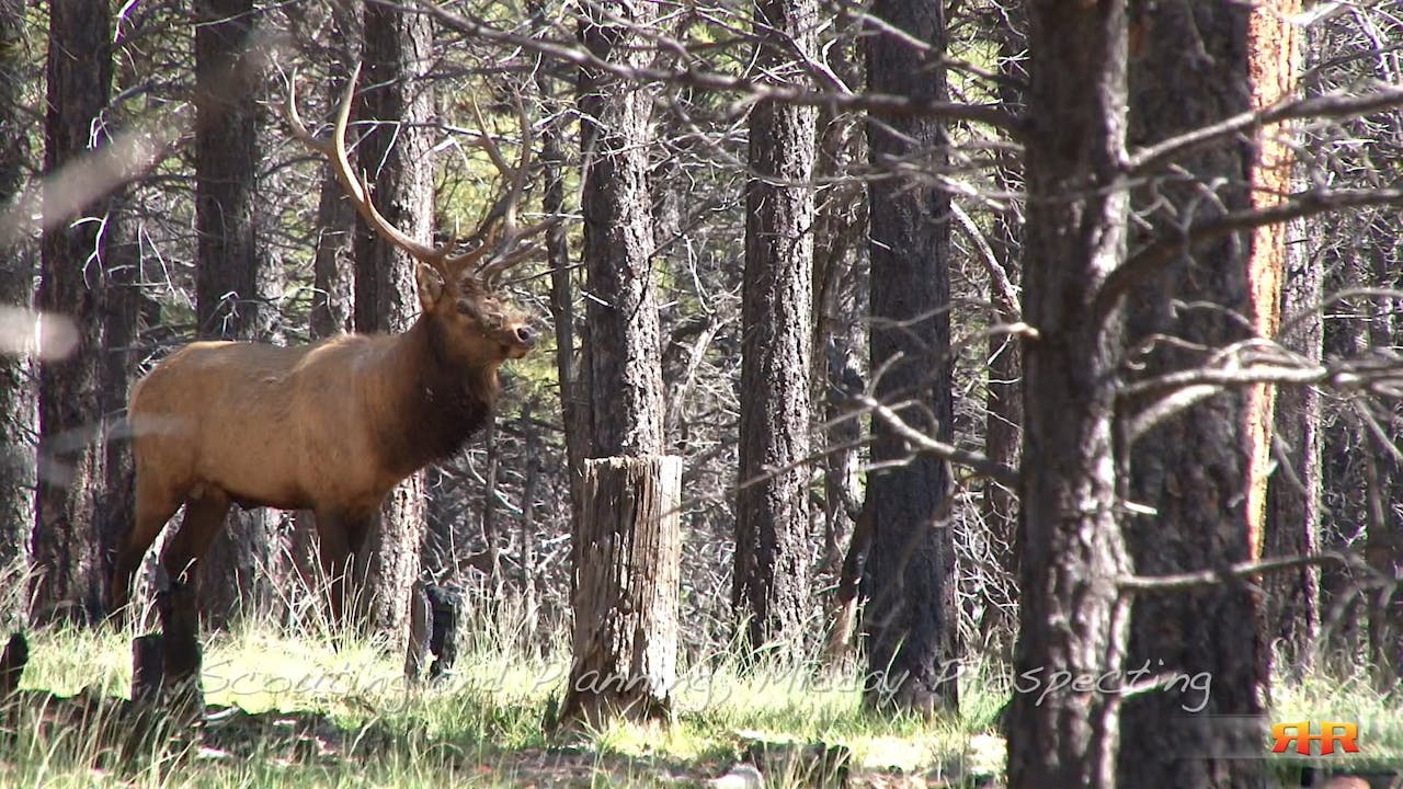 Locating Elk Lesson Teaser - Elk Hunting Institute by Roe Hunting Resources
