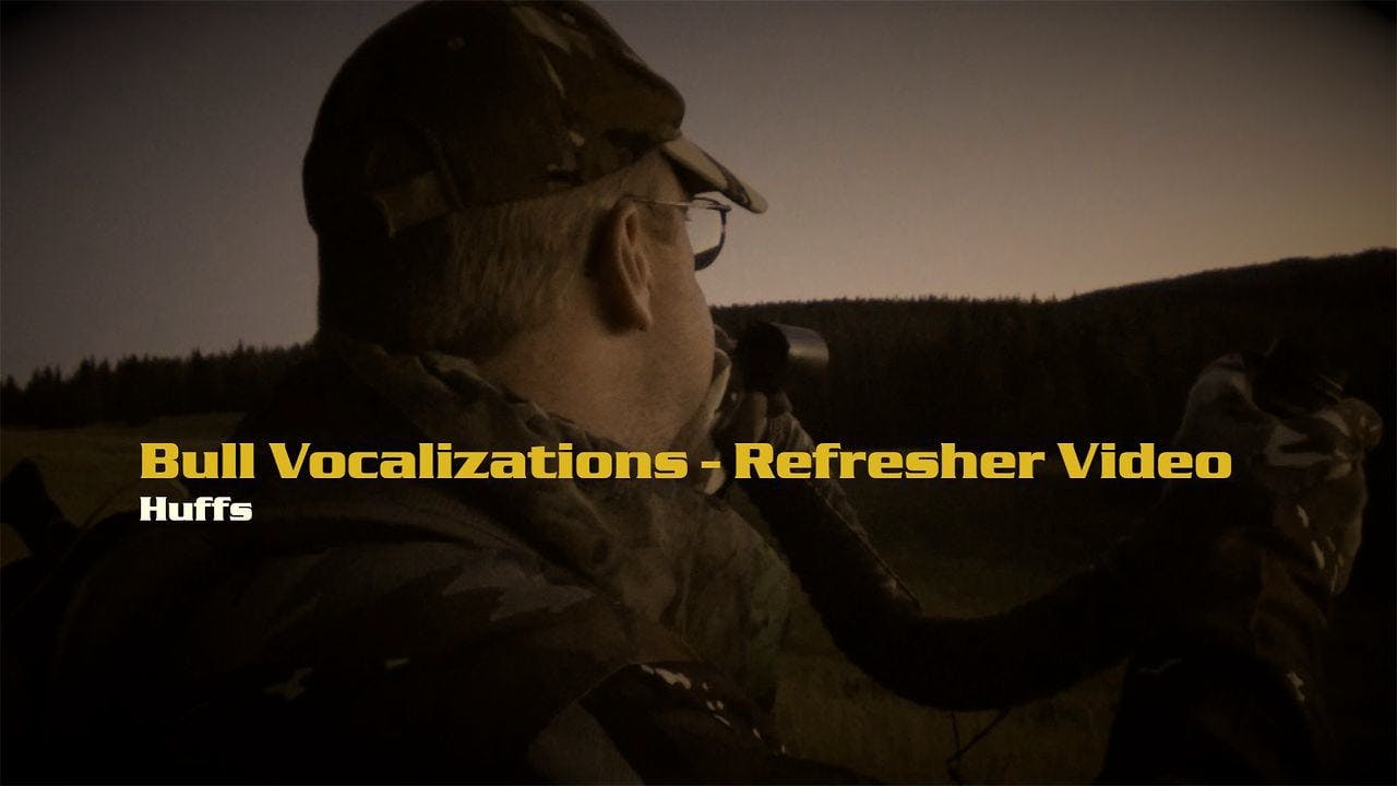 Huffs - The Gallery - Bull Behavior and Vocalizations - Elk Hunting ...
