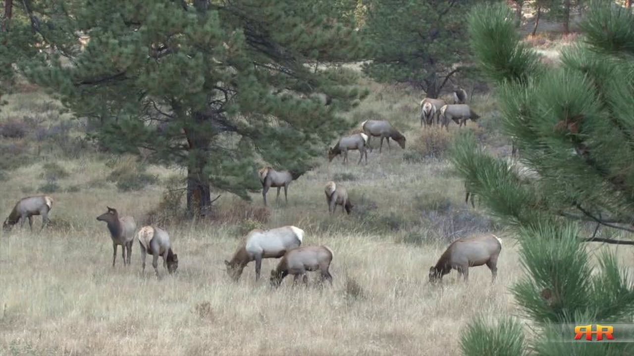 EXAMPLE: Assembly Mew - Cow Elk Vocalizations - Refresher Videos - Elk ...