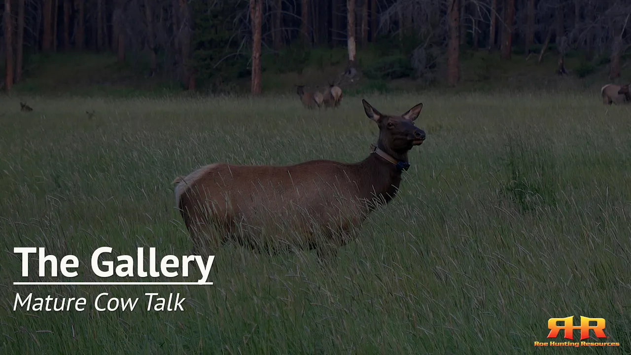 Mature Cow Talk - The Gallery - Cow Behavior and Vocalizations - Elk ...