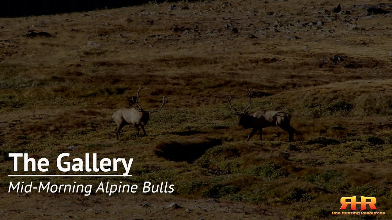 Mid-Morning Alpine Bulls - The Gallery - Bull Behavior and ...