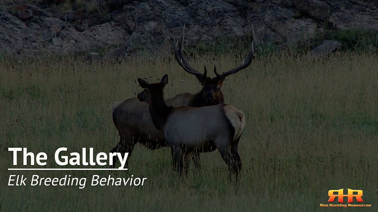 Elk Breeding Behavior - The Gallery - Bull Behavior and Vocalizations ...