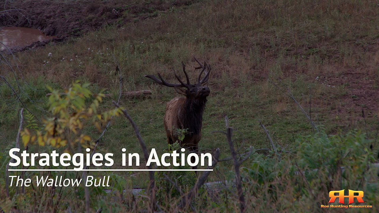 The Wallow Bull - Strategies in Action - Elk Hunting Institute by Roe ...