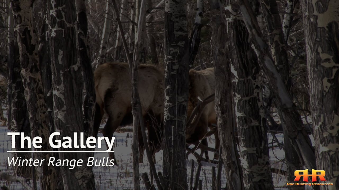 Winter Range Bulls - The Gallery - Bull Behavior and Vocalizations ...