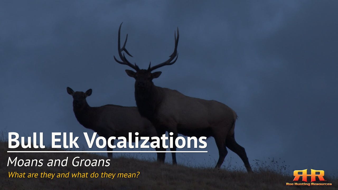 7.1. Moans and Groans - What are they and what do they mean? - Bull Elk ...