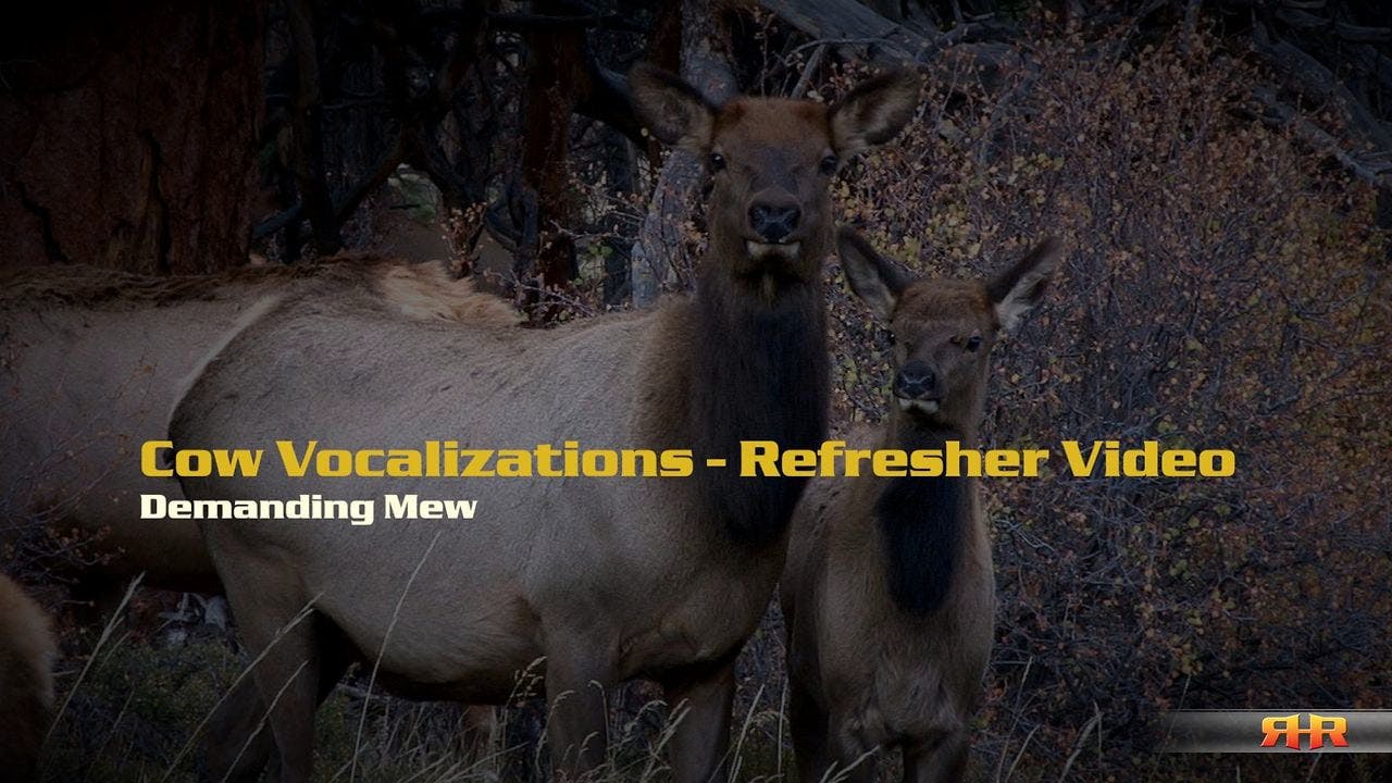 Demanding Mew - Cow Elk Vocalizations - Refresher Videos - Elk Hunting ...