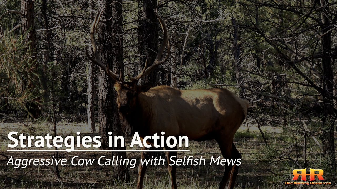 Aggressive Cow Calling with Selfish Mews - Strategies in Action - Elk ...