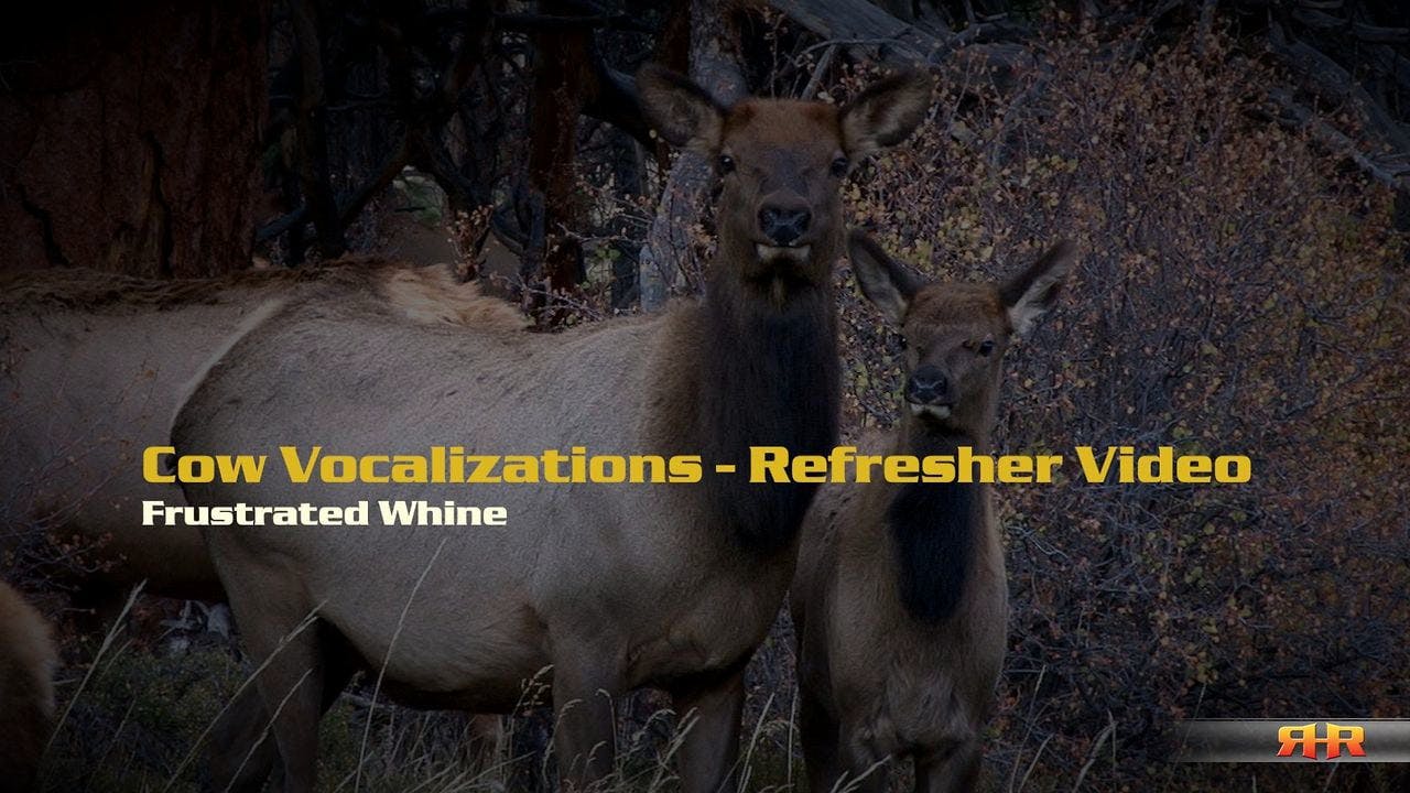 Frustrated Whine - Cow Elk Vocalizations - Refresher Videos - Elk ...