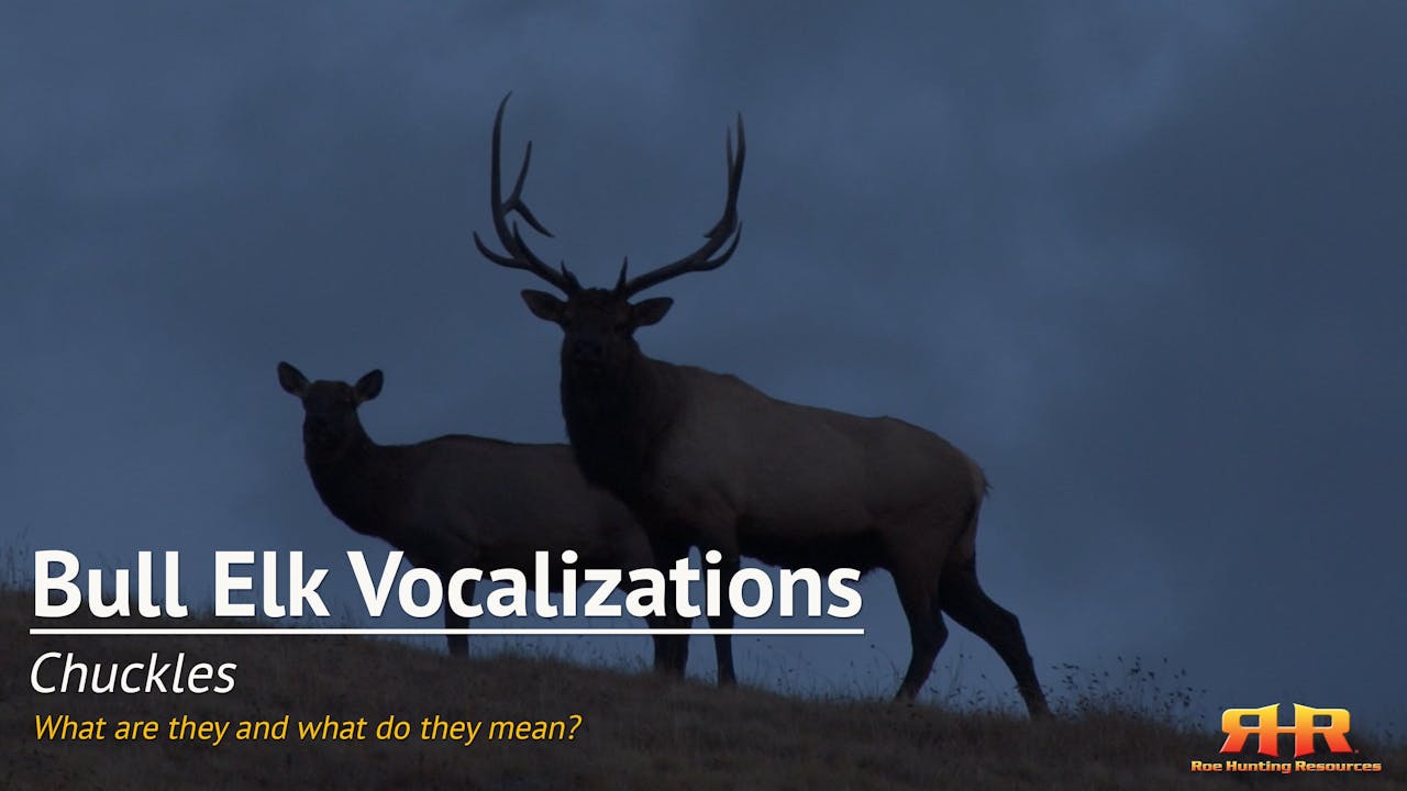 4.1. Chuckles - What are they and what do they mean? - Bull Elk ...