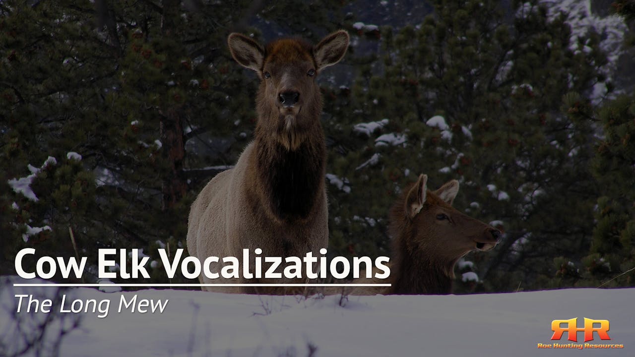 The Long Mew - Cow Elk Vocalizations - Elk Hunting Institute by Roe ...