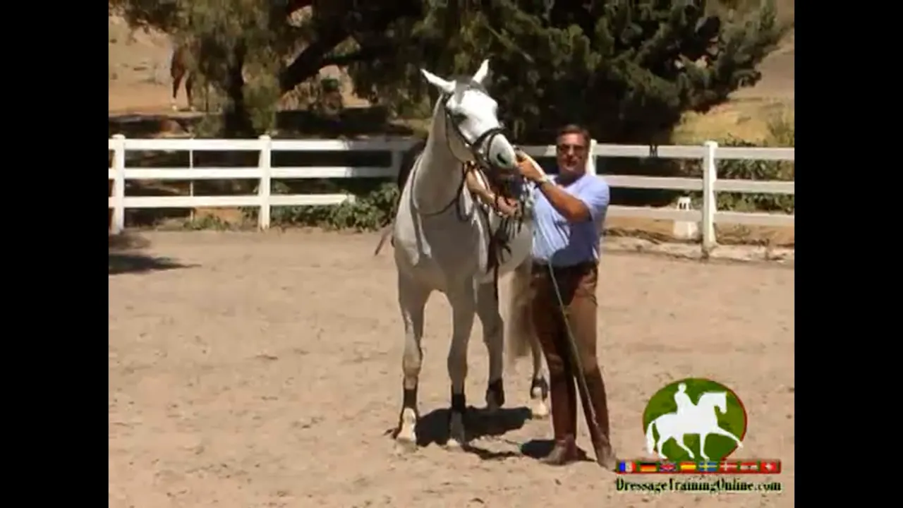 Alignment Balance Part 1 Dressage Equestrian