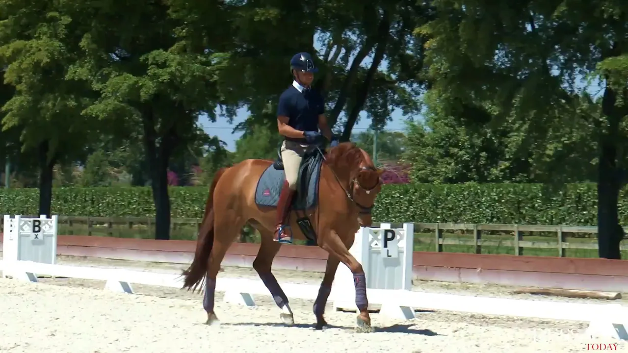 Structure Your Warm-Up | David Marcus | PART 01 - Dressage General ...