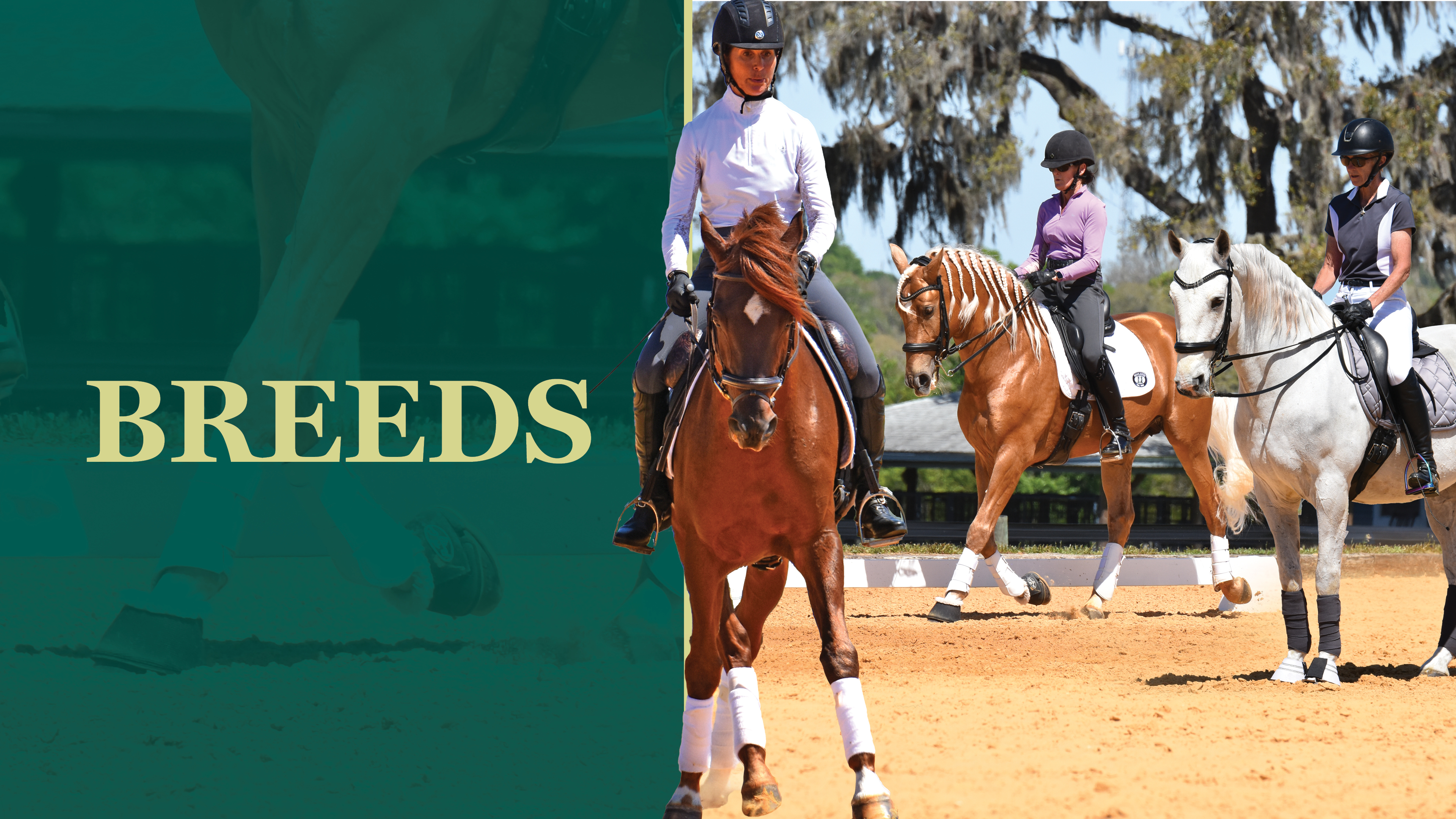 Breeds - Equestrian+
