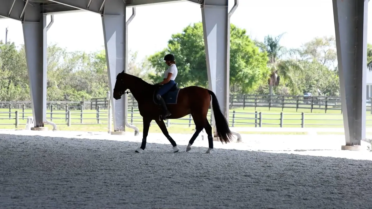Improving the Horse’s Response to the Leg - Part 3 - Equestrian+