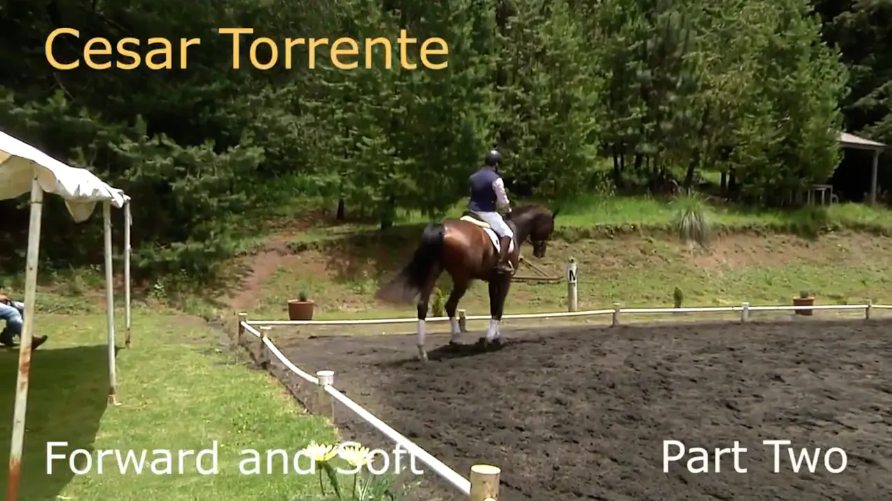 Forward and Soft, Part 2 - First Level - Equestrian+