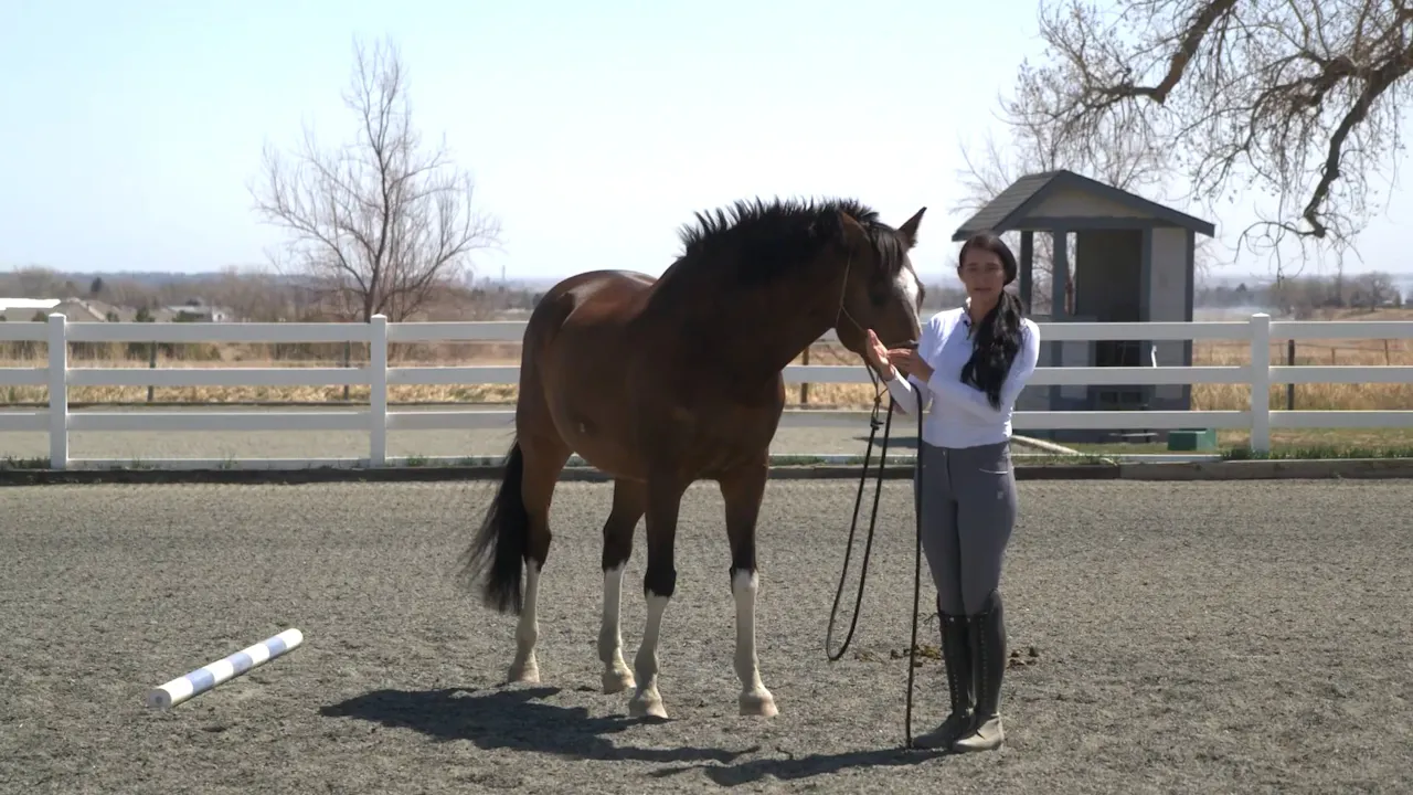 A Horse's "Working Angles" | Monique Potts - Equestrian+