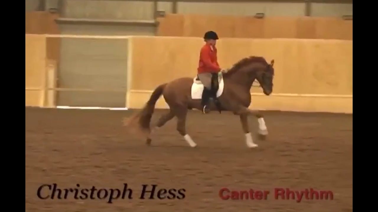 Canter Rhythm | Christoph Hess | INTRO - Equestrian+