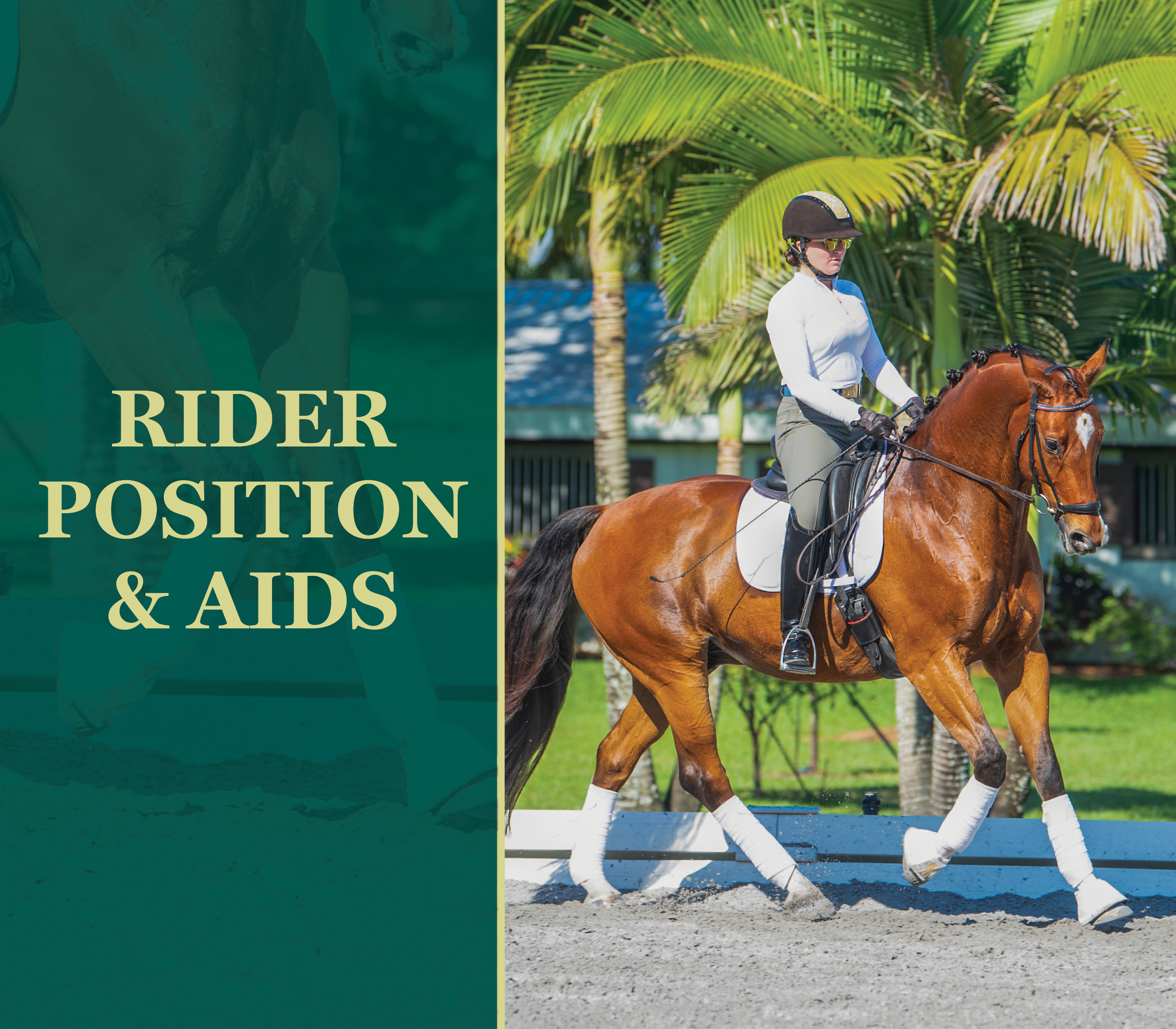 Rider Position and Aids - Equestrian+