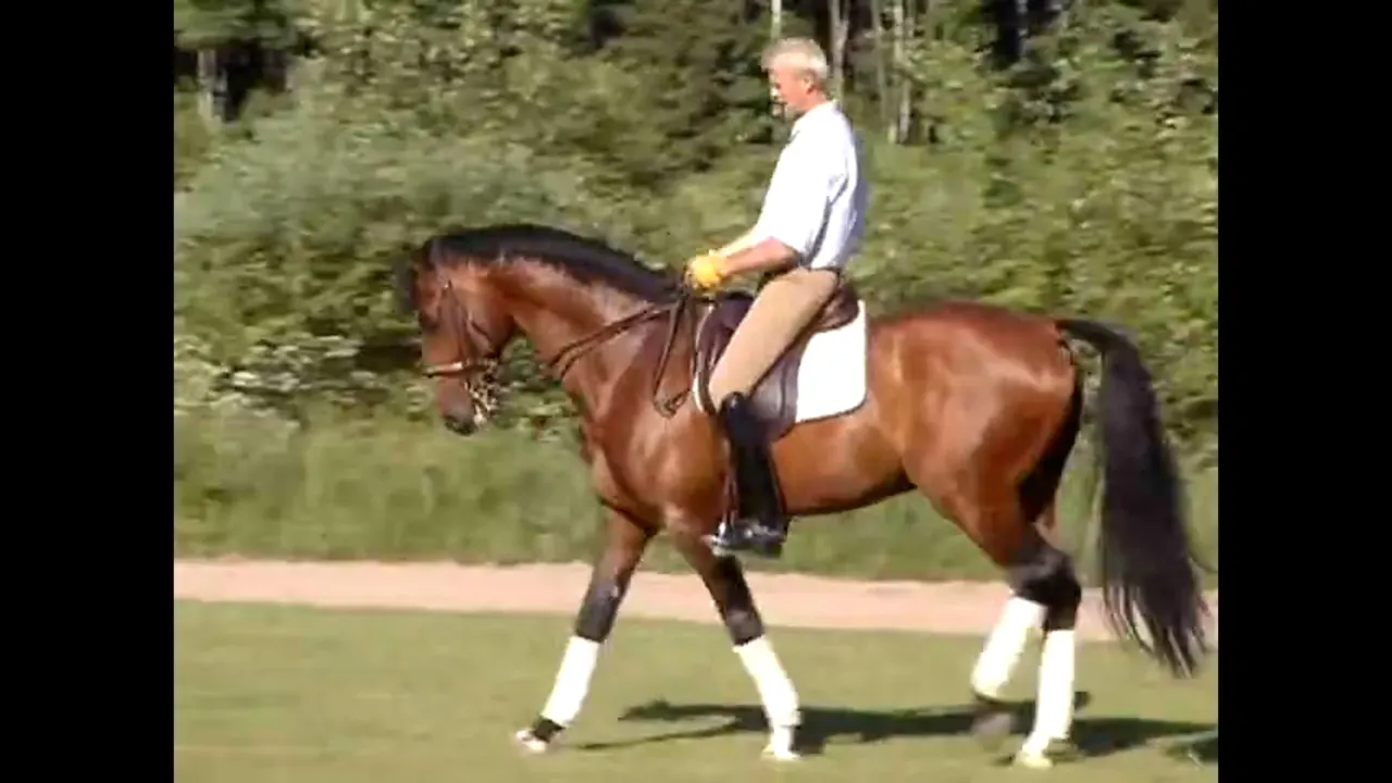 Jan Bemelmans - Rhythm in Passage, Part 1 - Equestrian+