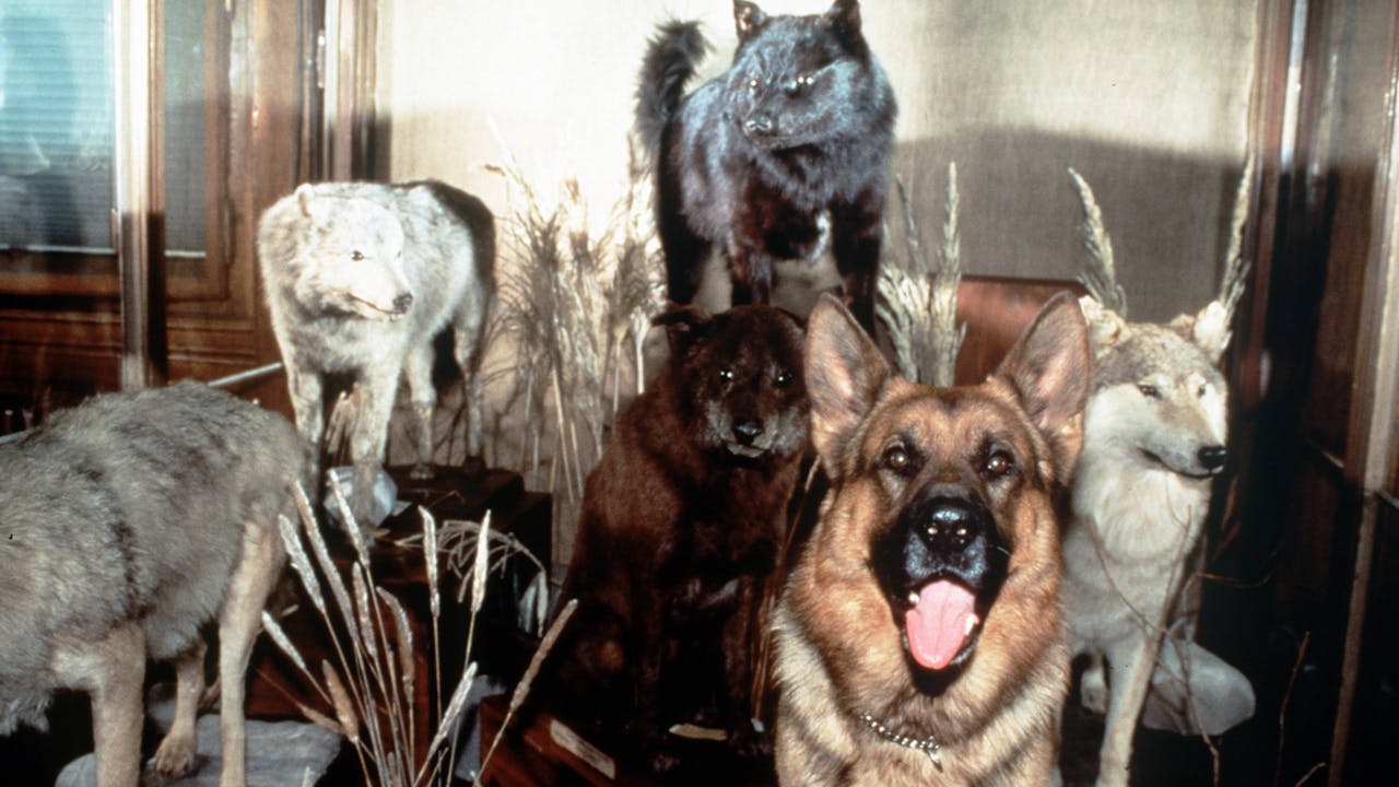 Inspector Rex: Death in the Museum - Season 3 - MHz Choice