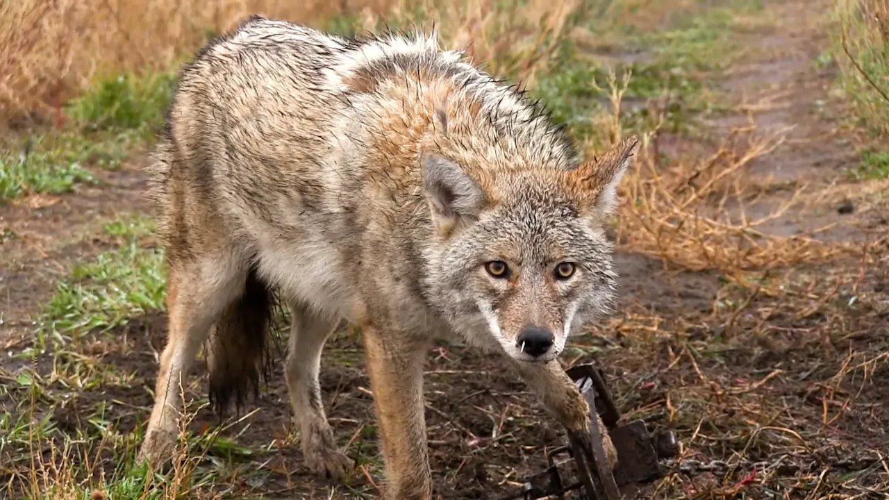 Teaser - Wiebe Trapline Adventures S2/E9 - Mark Steck & guest's coyote ...