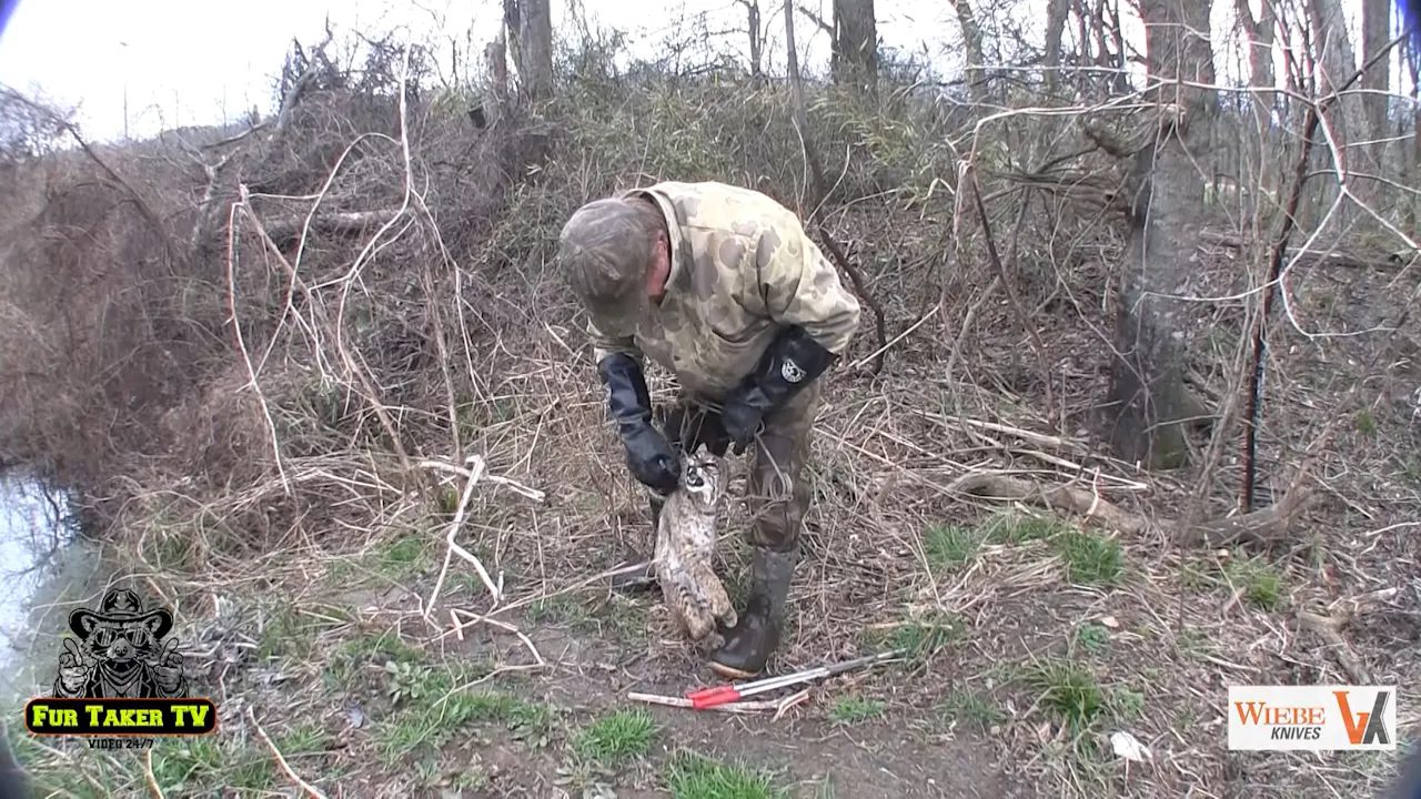 103 Bobcat in otter set. Red O'Hearn - Trapping with Red O'Hearn - Fur ...
