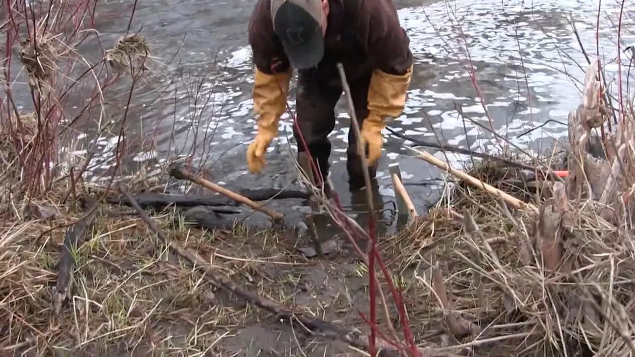 Beaver Trapping Raw & Unbridled with Todd Wilebski - Fur Taker TV ...