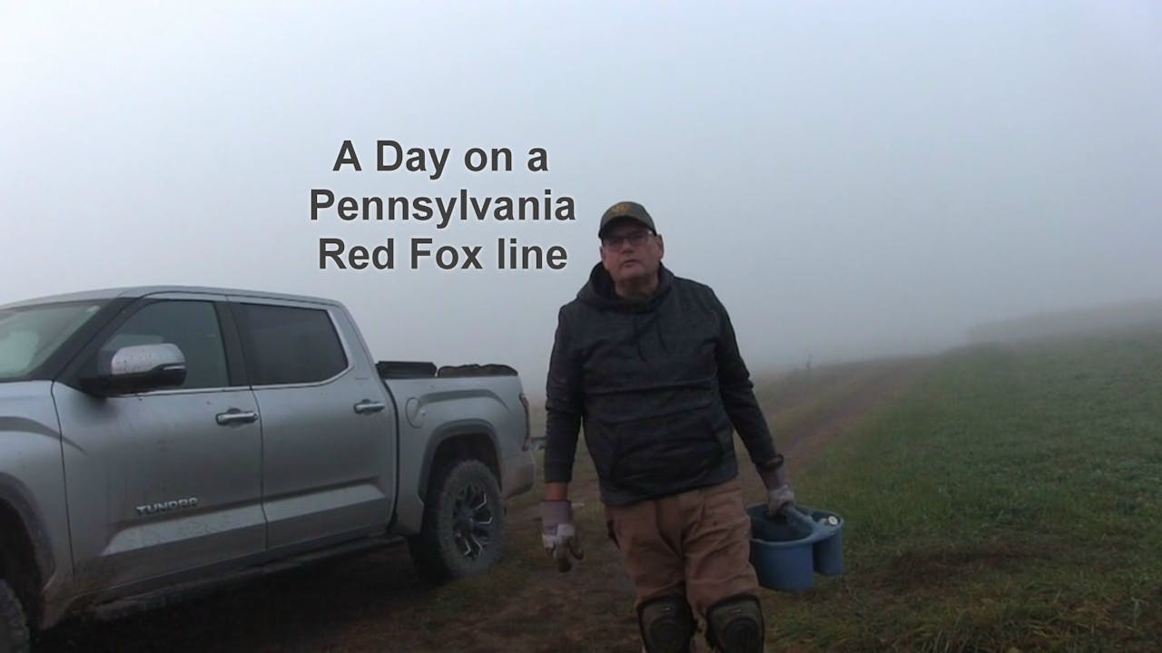 A Day on a Pennsylvania Red Fox line - A Day On The Trapline With ...