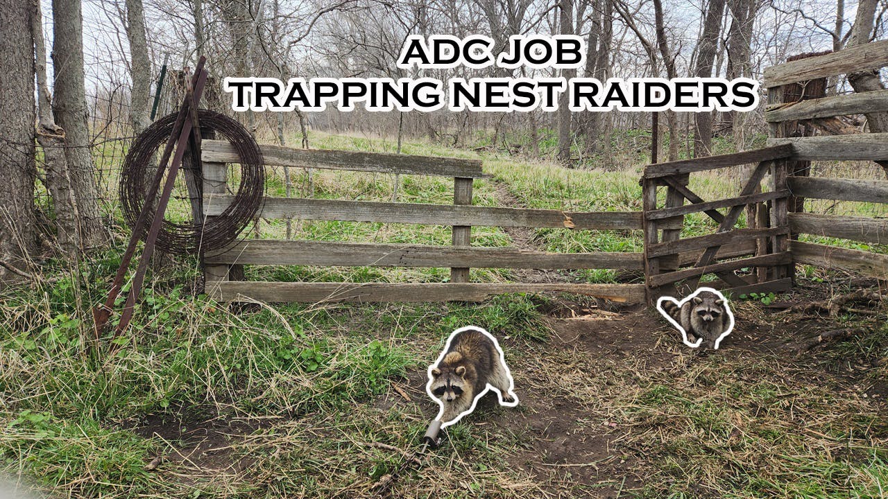 ADC NEST RAIDER JOB! Trapping Raccoons, Opossums, and Coyotes | S5 Ep ...