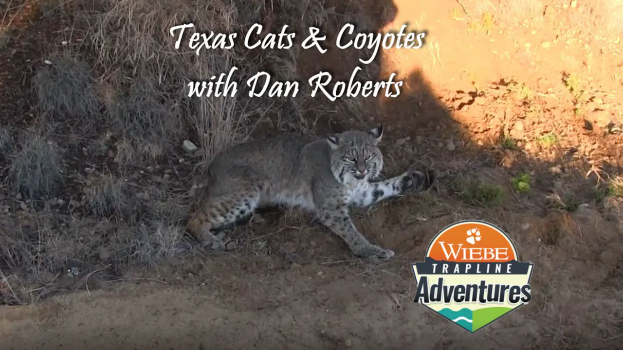 Texas Cats & Coyotes with Dan Roberts - Fur Taker TV Streaming Videos ...