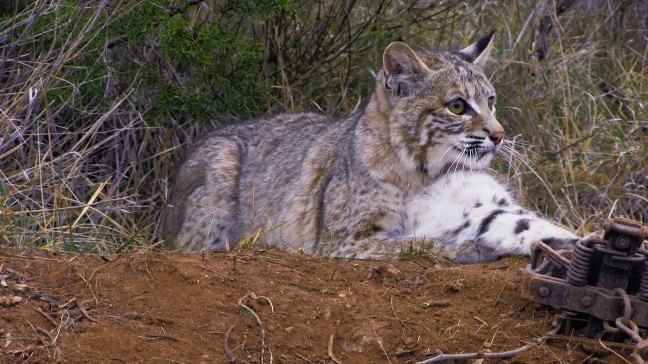 Teaser - Wiebe Trapline Adventures S2/E2 - Dan Roberts Texas Bobcat 2 ...