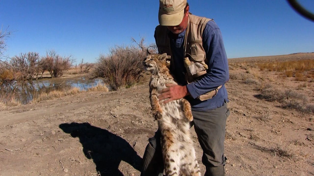Wiebe Trapline Adventures S2/E13 - Phil Brown Bobcat - Wiebe Trapline ...