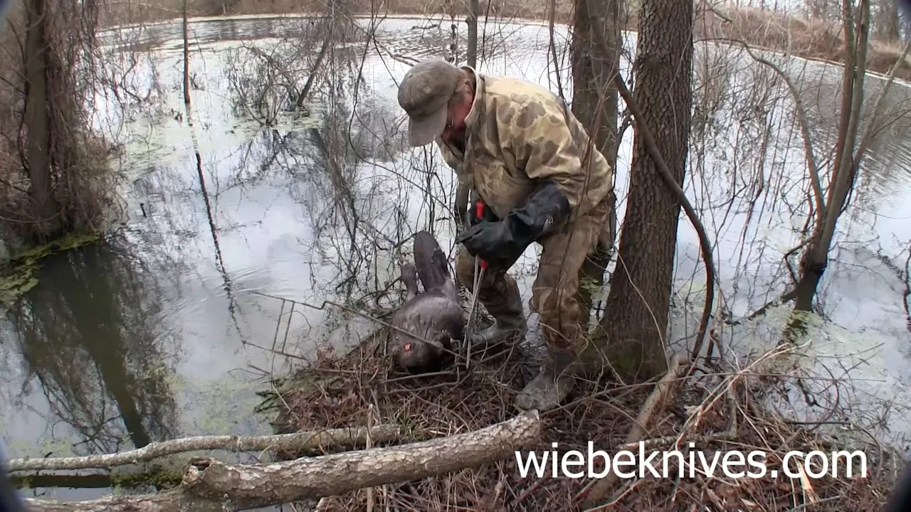 Red O'Hearn Catches a double on Beaver - Short Video - Fur Taker TV