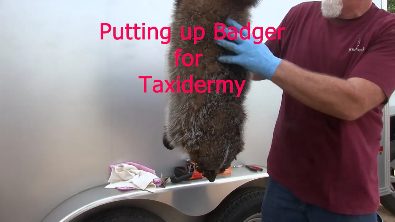 Processing Badger for the Taxidermy Market with Matt Burson - Full ...