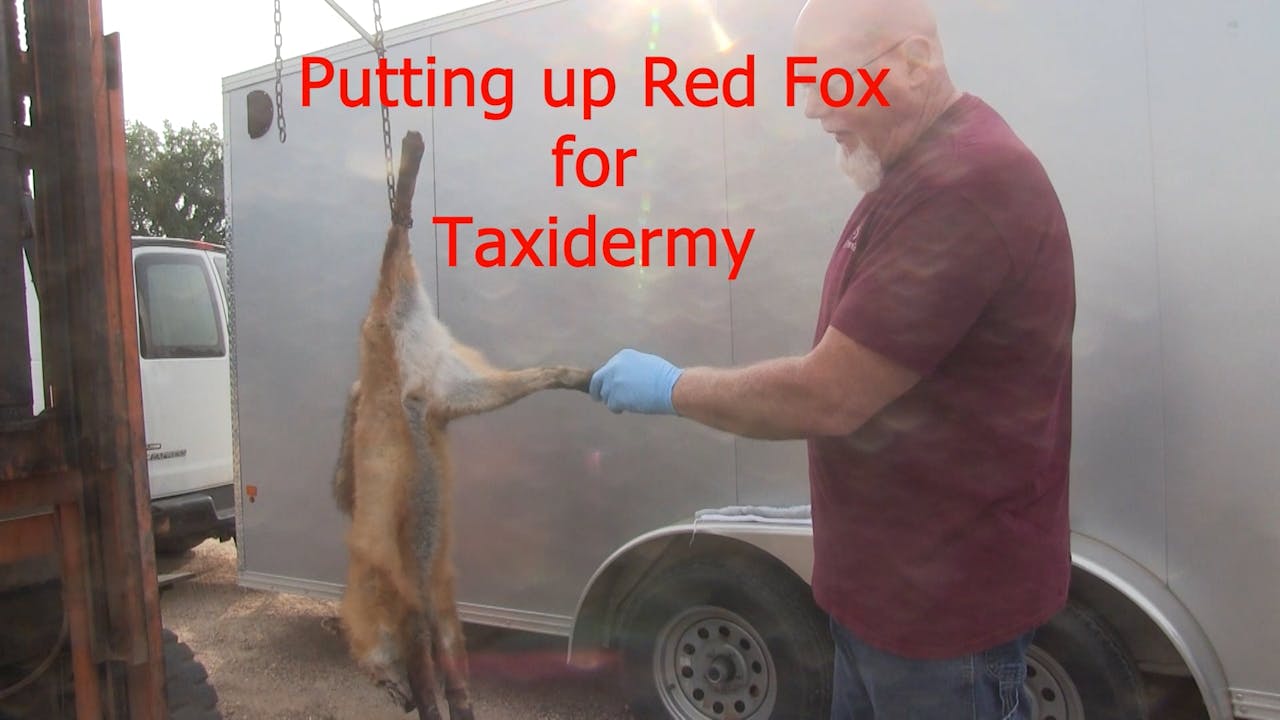 Processing Red Fox for the Taxidermy Market with Matt Burson - Full Length Trapping Videos - Fur ...