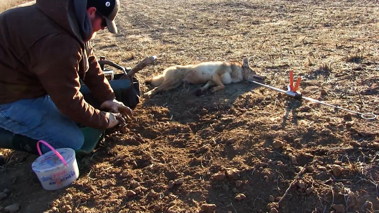 Wiebe Trapline Adventures S4/E12_Bursons MO Cats, Coyotes & Fox - Wiebe ...