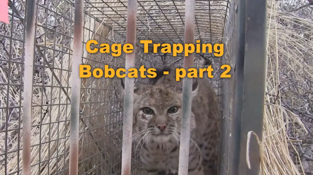 Jim Ball Cage Trapping Bobcats - part-2 - Full Length Trapping Videos ...