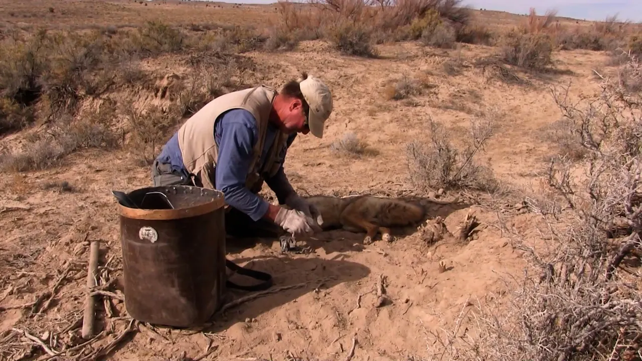 Wiebe Trapline Adventures S3/E8_Phil Brown Coyote - Wiebe Trapline ...