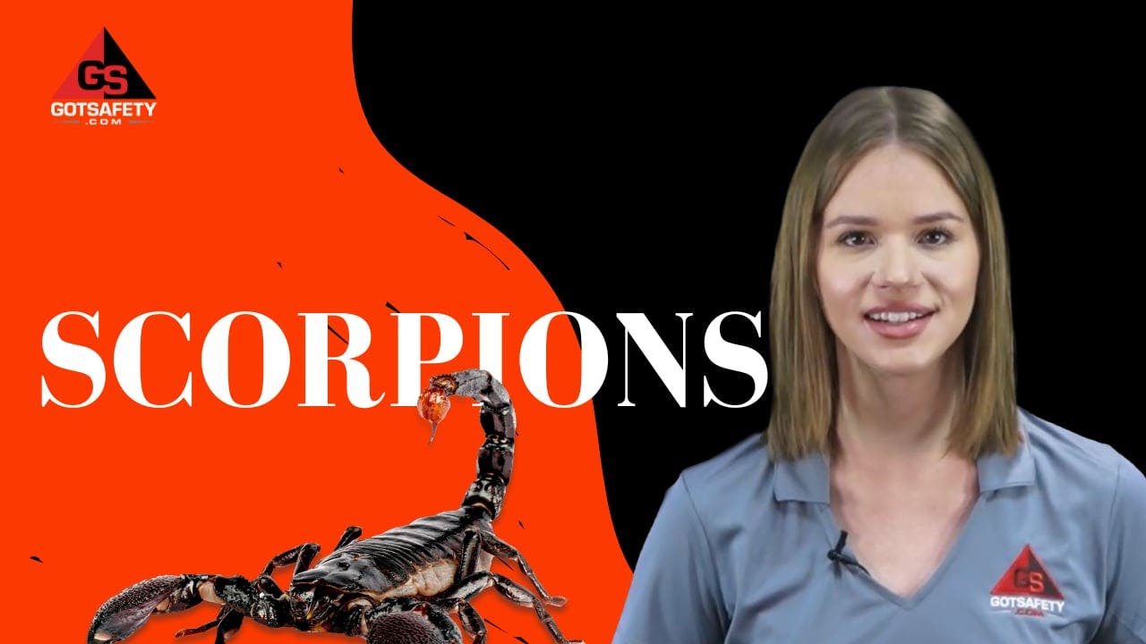 Scorpions - GotSafety Lite | Safety Video Streaming